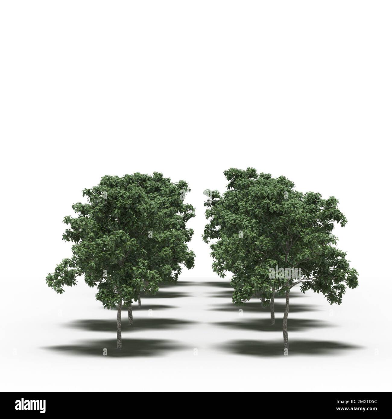 group of trees with a shadow under it, isolated on white background, 3D ...