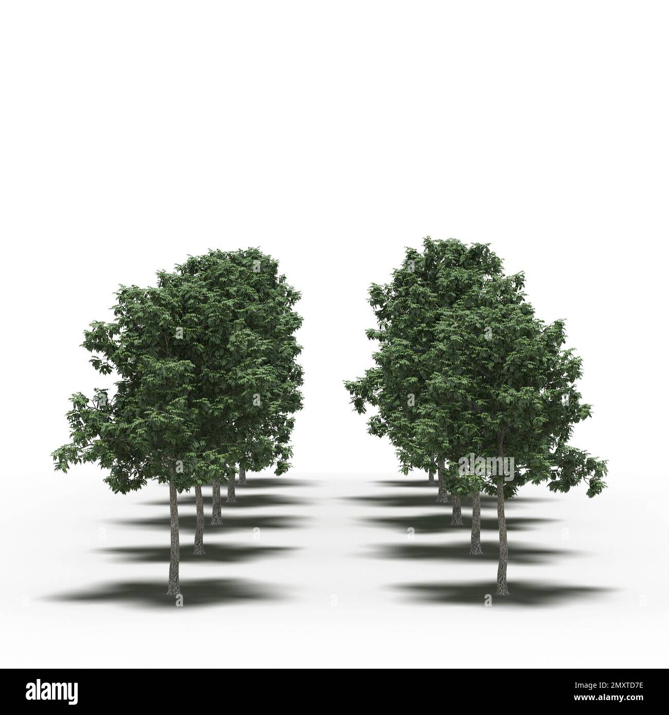 group of trees with a shadow under it, isolated on white background, 3D ...
