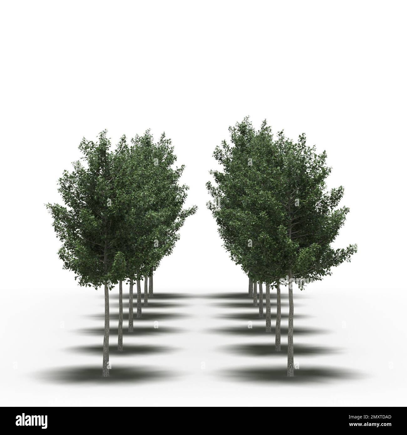 group of trees with a shadow under it, isolated on white background, 3D ...