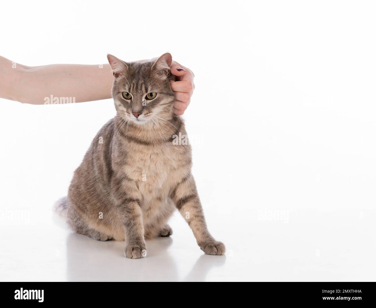 Grey Hairy Cat. Studio Photo Shoot. Isolated on White Background Stock ...