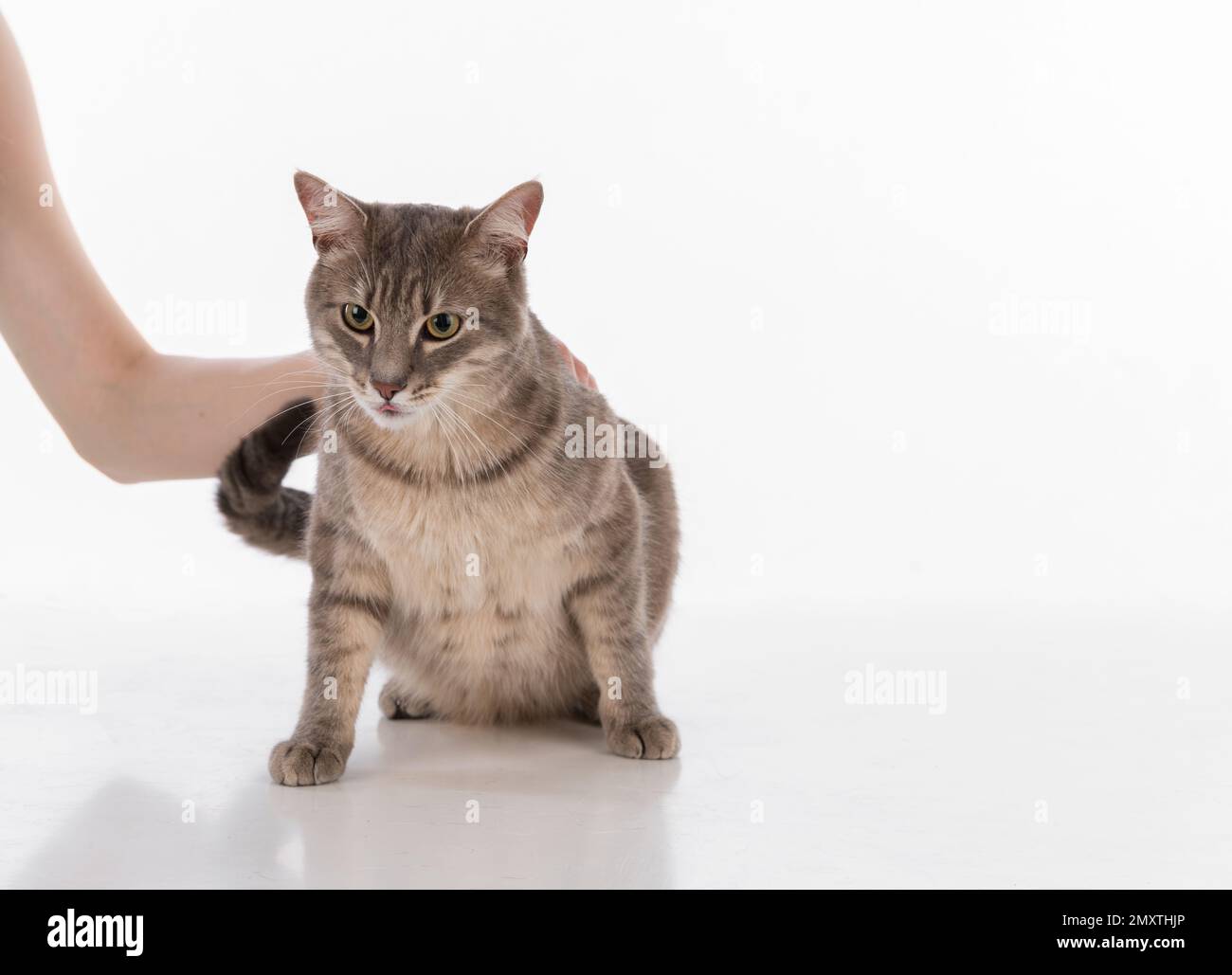 Grey Hairy Cat. Studio Photo Shoot. Isolated on White Background Stock ...