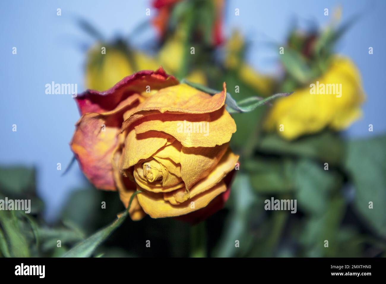 A withered yellow rose with red edges on a light blue background with ...