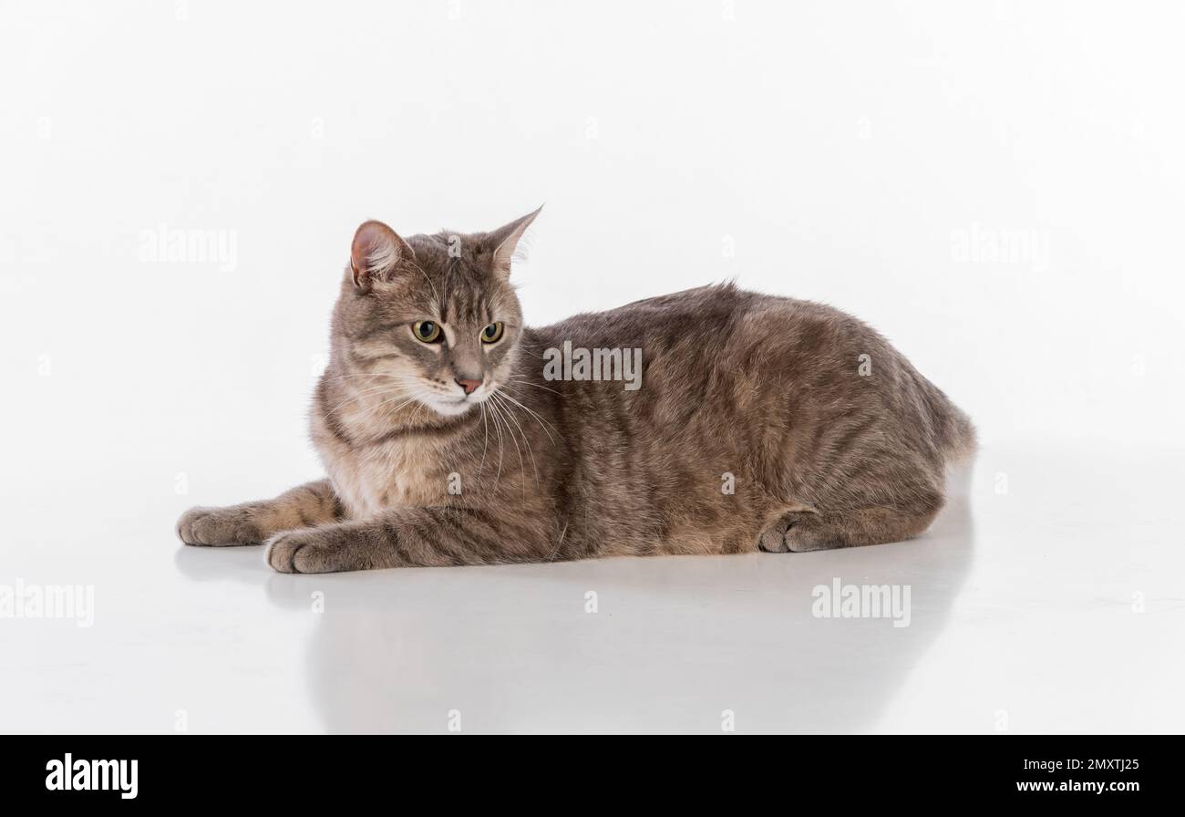 Grey Hairy Cat. Studio Photo Shoot. Isolated on White Background Stock ...