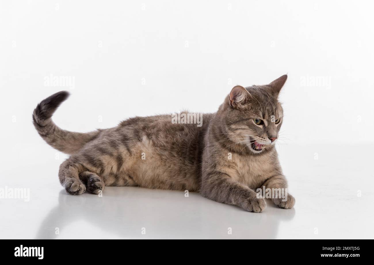 Grey Hairy Cat. Studio Photo Shoot. Isolated on White Background Stock ...