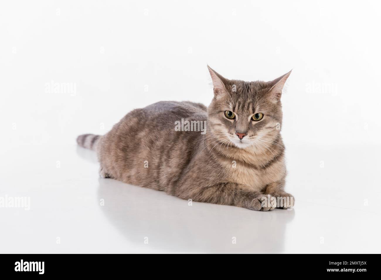 Grey Hairy Cat. Studio Photo Shoot. Isolated on White Background Stock ...