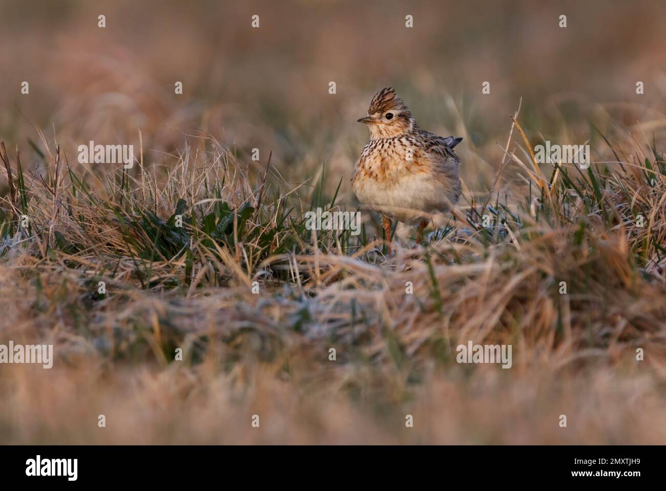 The Eurasian skylark - Alauda arvensis is a passerine bird in the lark ...