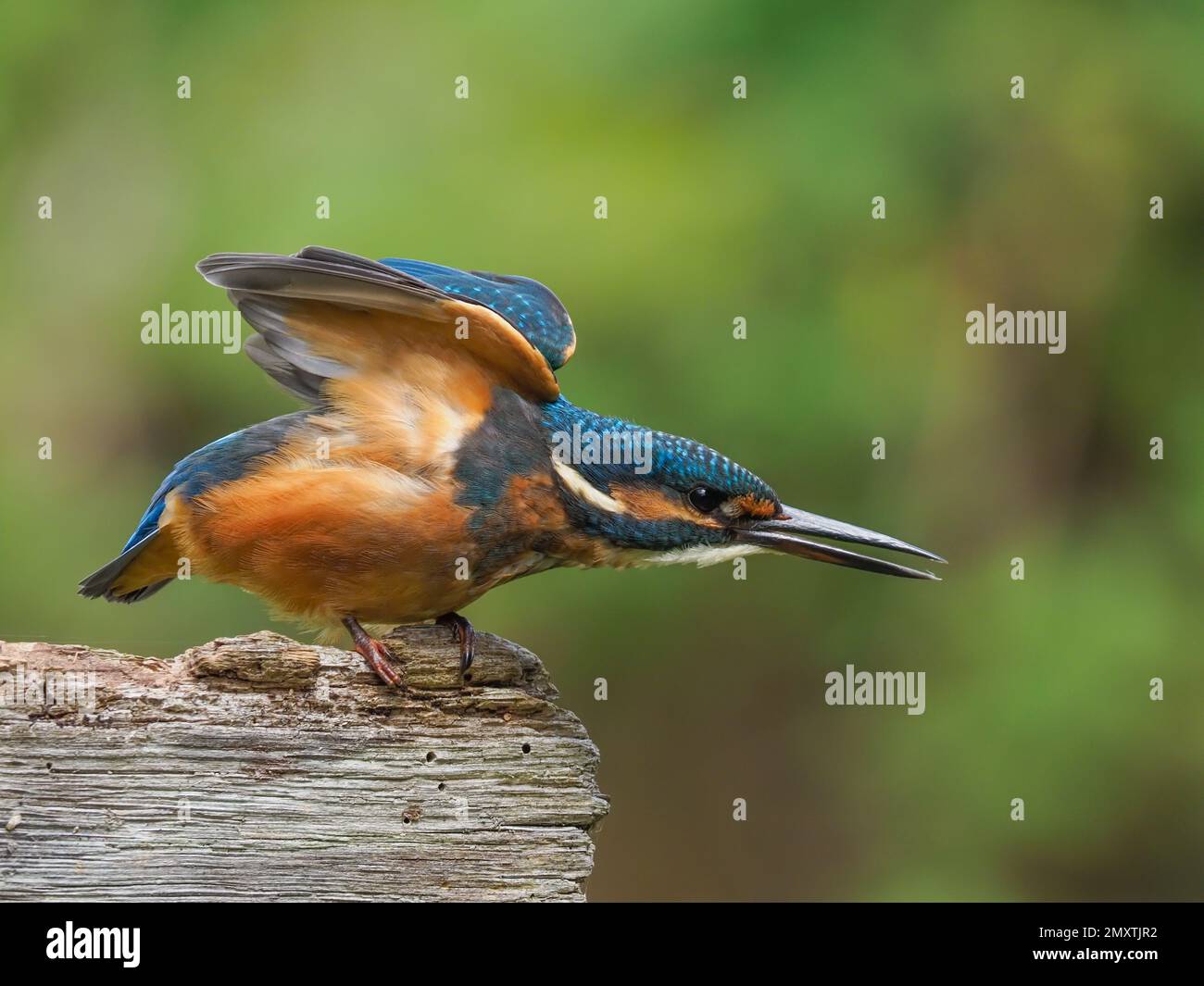 Kingfisher wings hi-res stock photography and images - Alamy