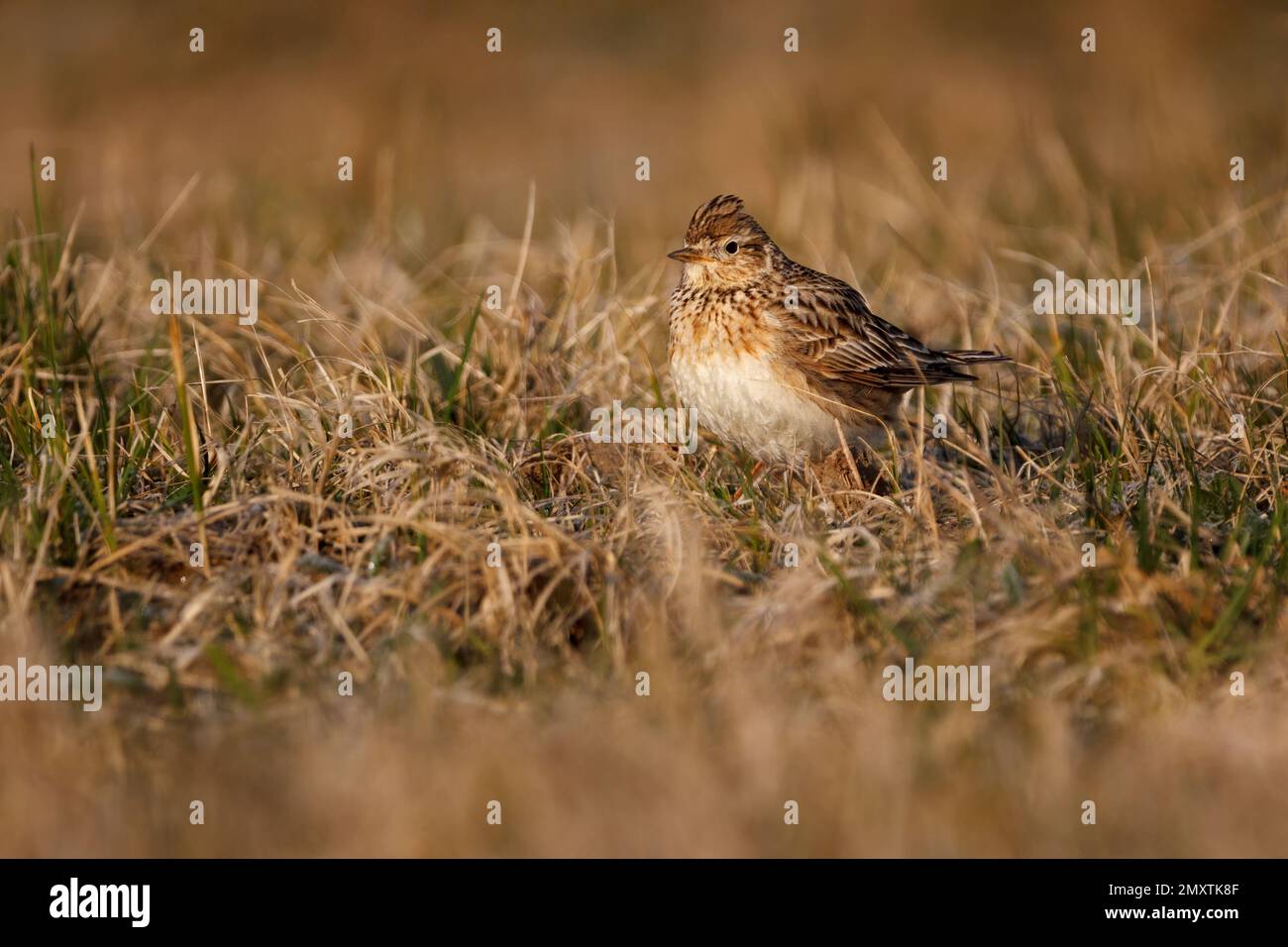 The Eurasian skylark - Alauda arvensis is a passerine bird in the lark ...