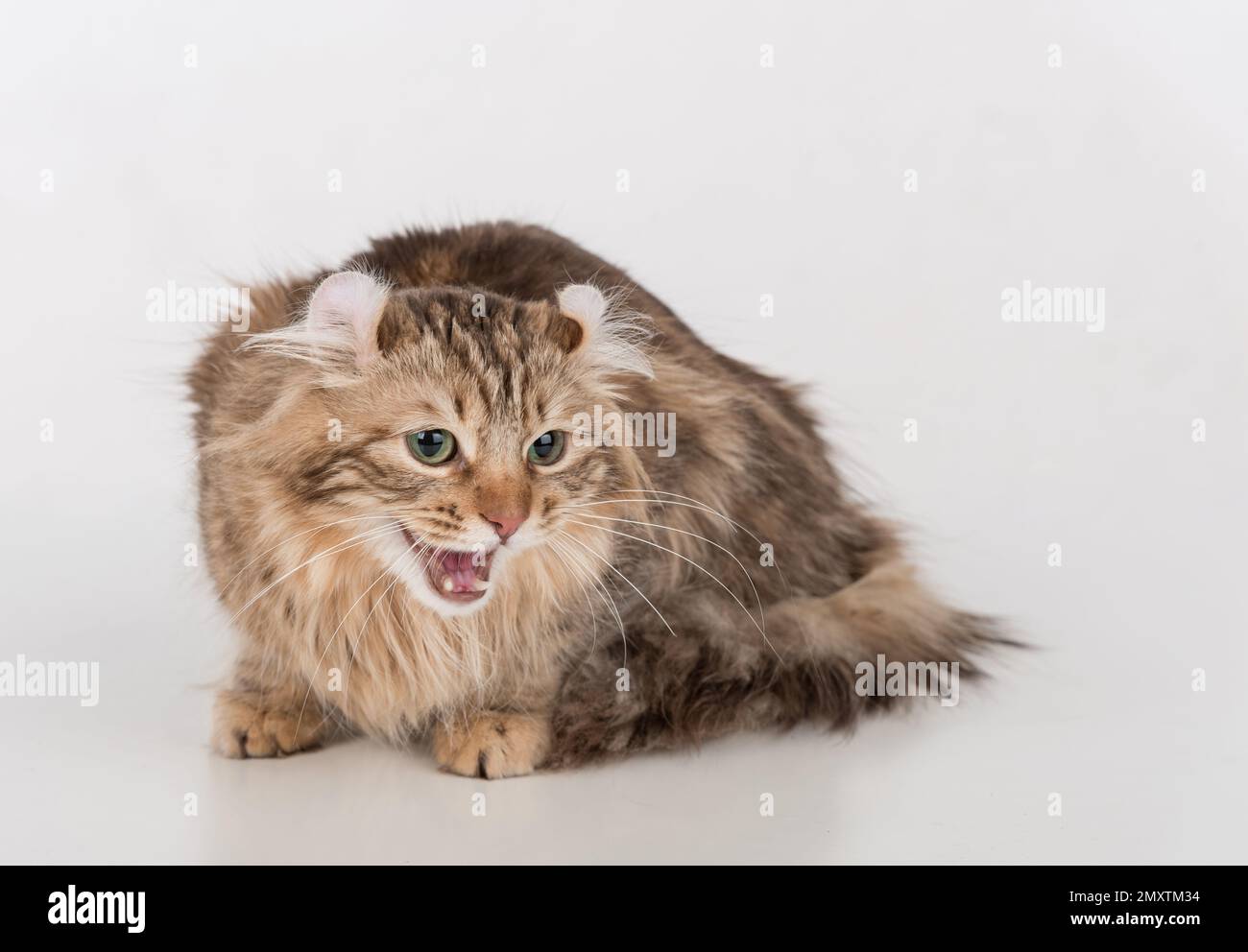 Dark Young American Curl Cat Stock Photo - Alamy