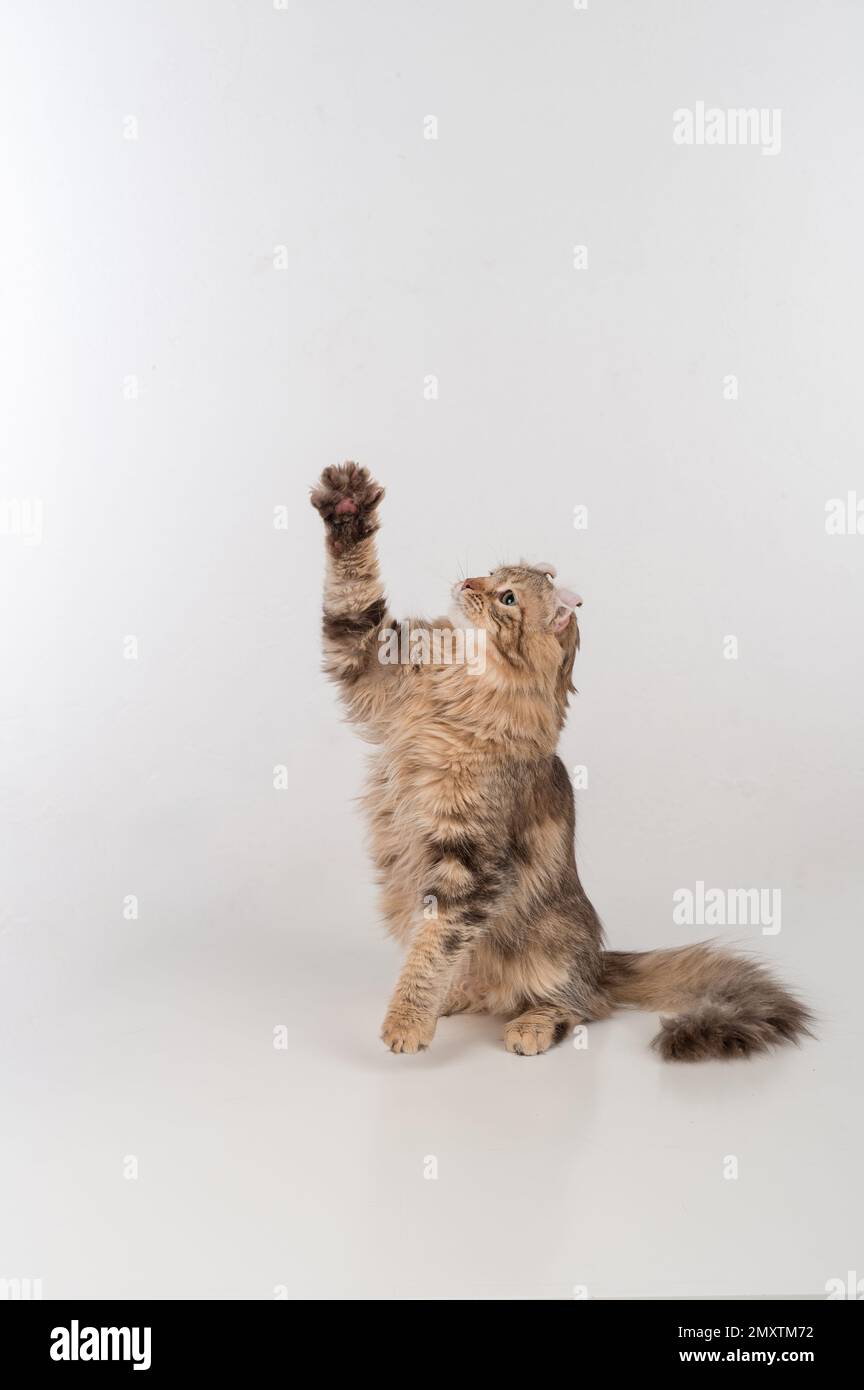 Dark Young American Curl Cat Stock Photo - Alamy