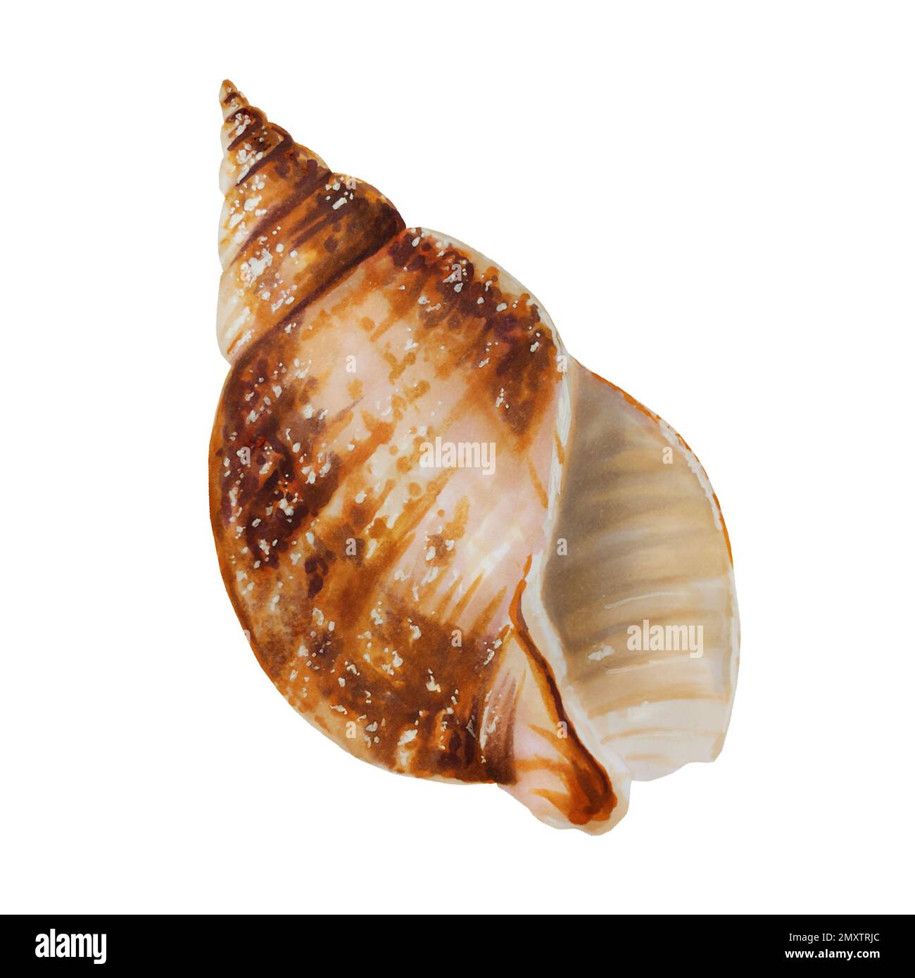 Watercolor shell. Hand painting clipart underwater life objects on a ...