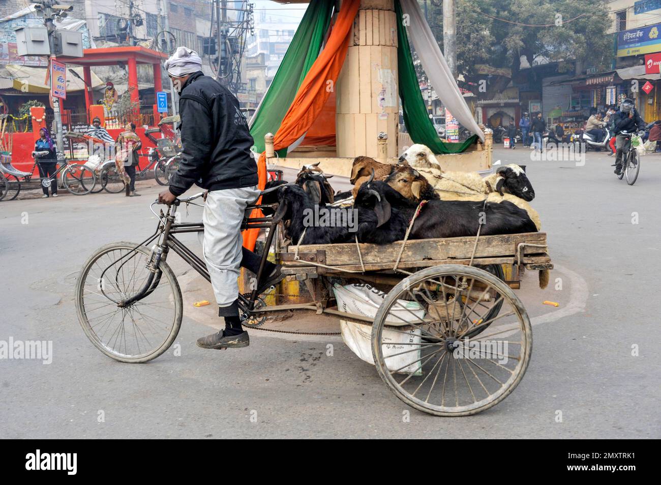 INDIA. UTTARPRADESH. VARANASI (BENARES) TRANSPORTING SHEEP ON A ...