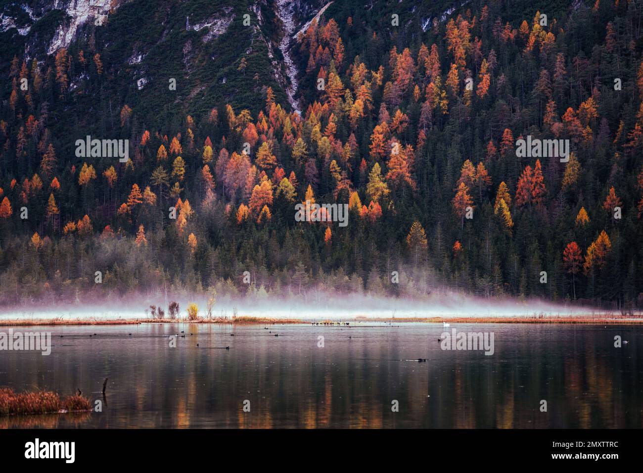Autumn colours of Lake Toblacher See, Lago di Dobbiaco in Dolomites ...
