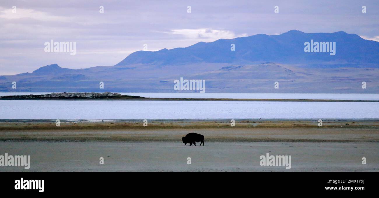 A bison crosses the beach on the shore of Antelope Island, the largest ...