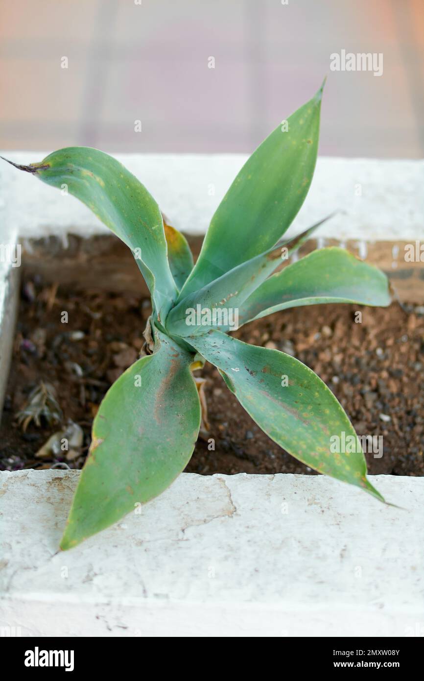 Agave young plant on soil background inside a white pot with space for ...