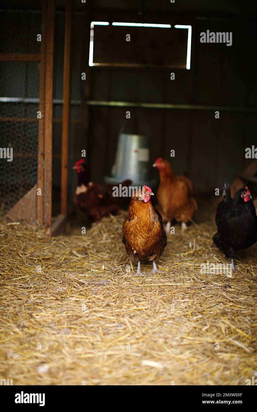 A group of chickens on a small farm in Ontario, Canada Stock Photo - Alamy