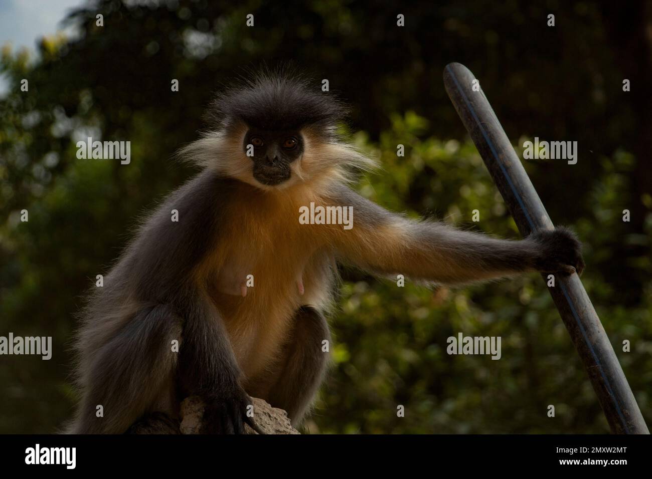 Capped langur hi-res stock photography and images - Alamy
