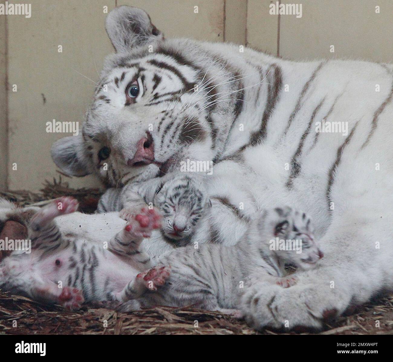 Three rare newborn white tigers with their mother Mandzi are ...