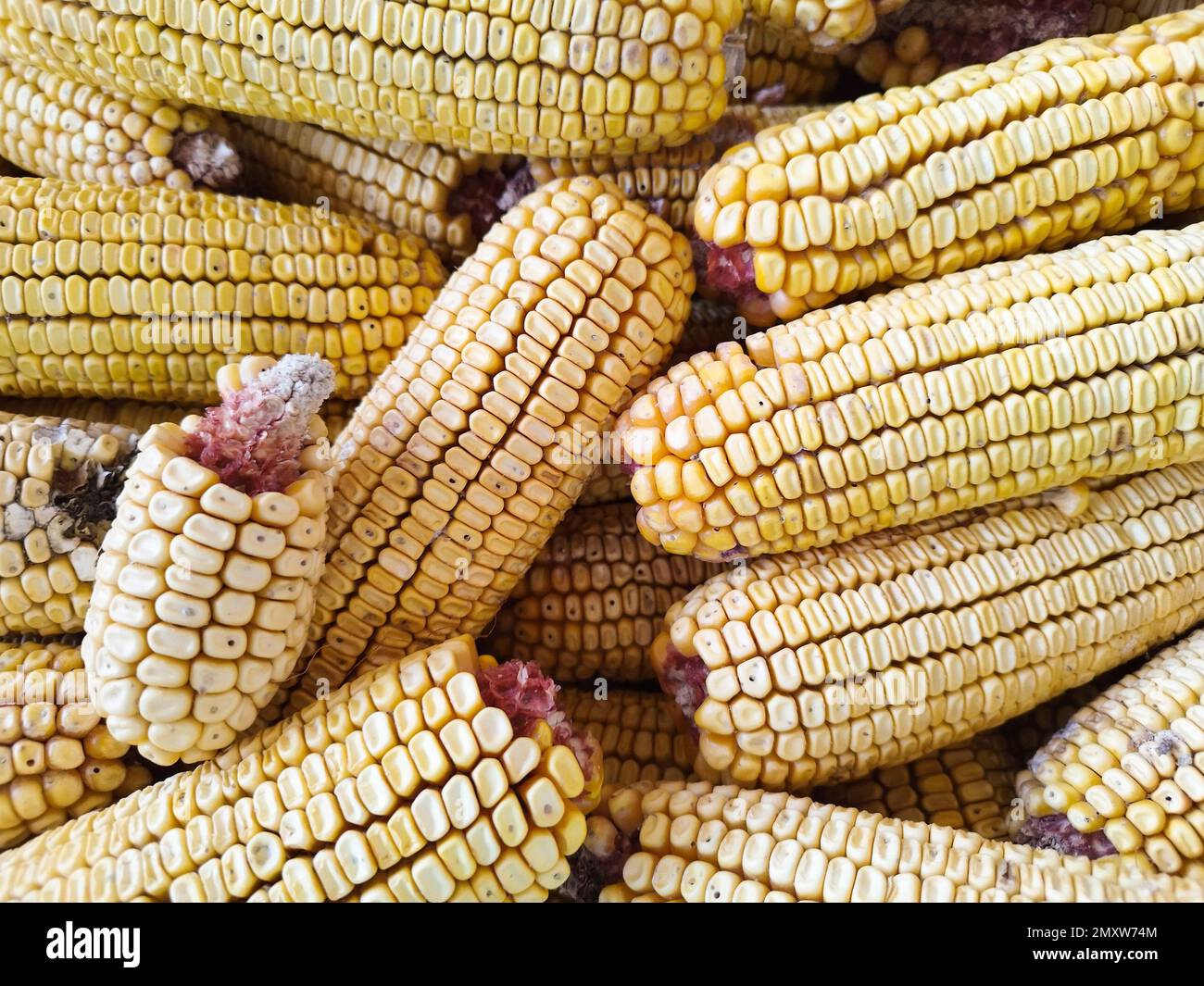 Drying yellow corn hi-res stock photography and images - Alamy