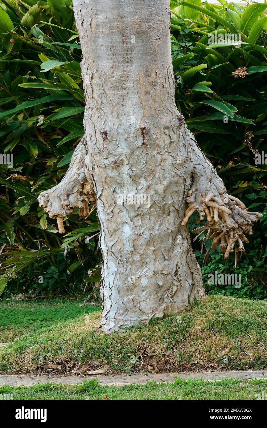 Tree pareidolia in the shape of a person Stock Photo - Alamy