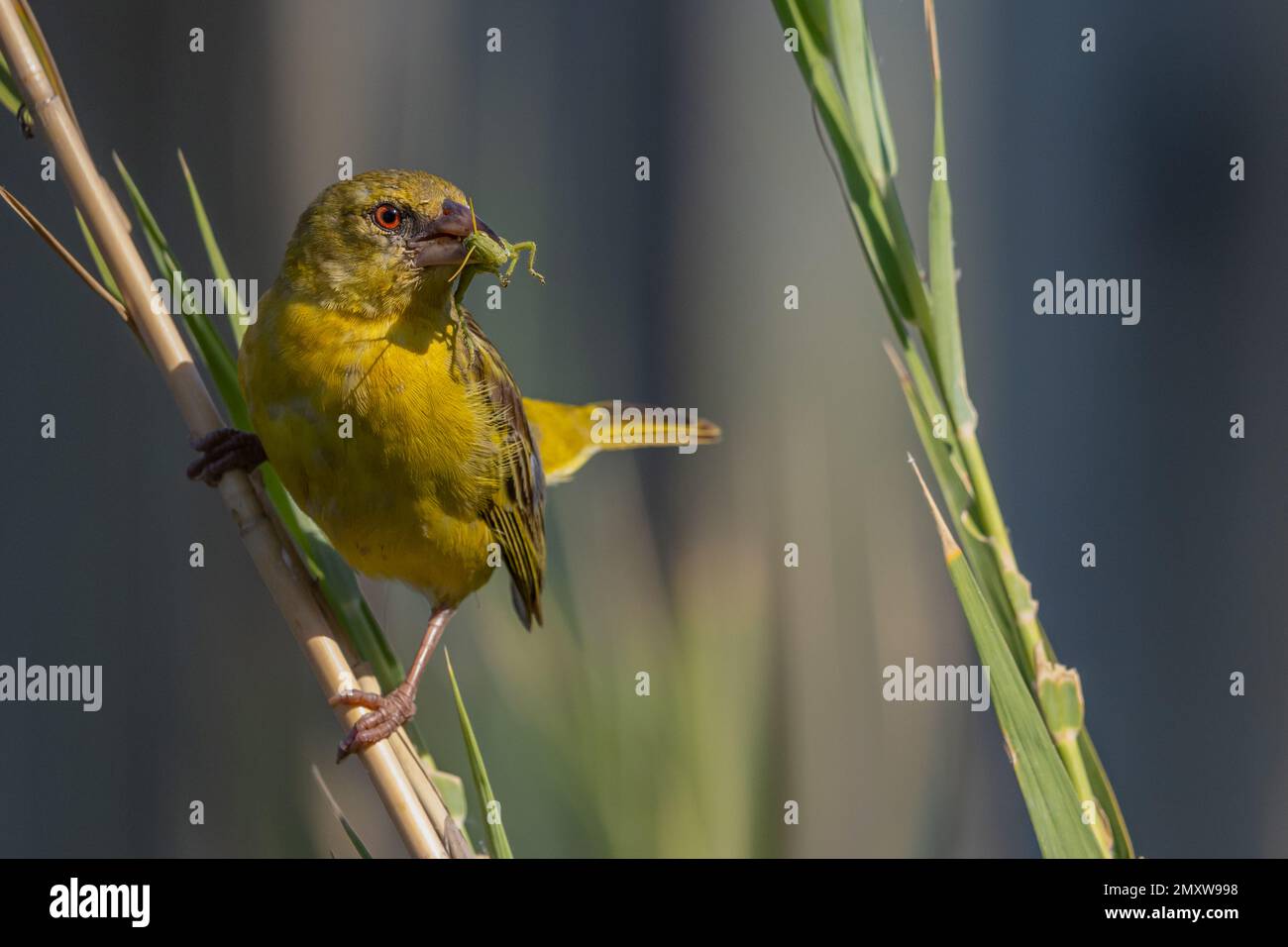 Southern Masked Weaver Stock Photo - Alamy