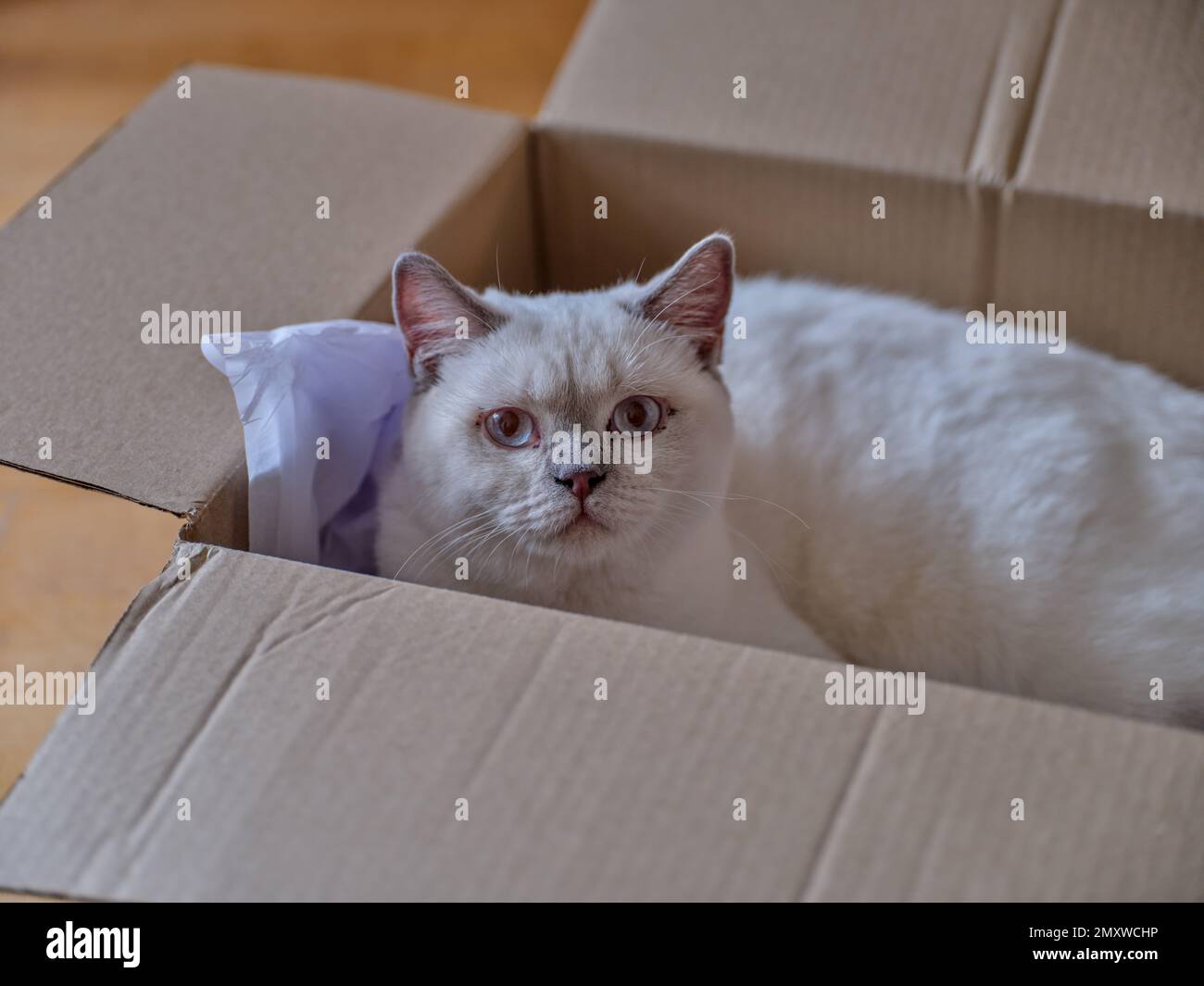 Blue eyed eyes British shorthair kitten cream catkin colorpoint with ...