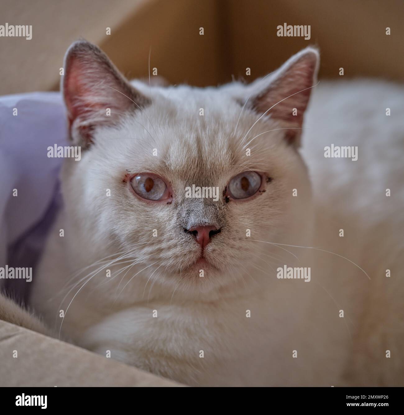 Blue eyed eyes British shorthair kitten cream catkin colorpoint with ...