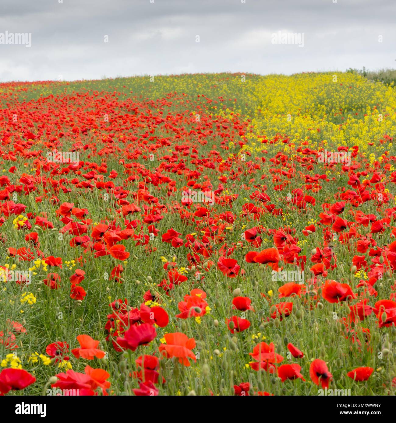 A scenic view of red poppy and yellow rape flower field at Watchfield ...