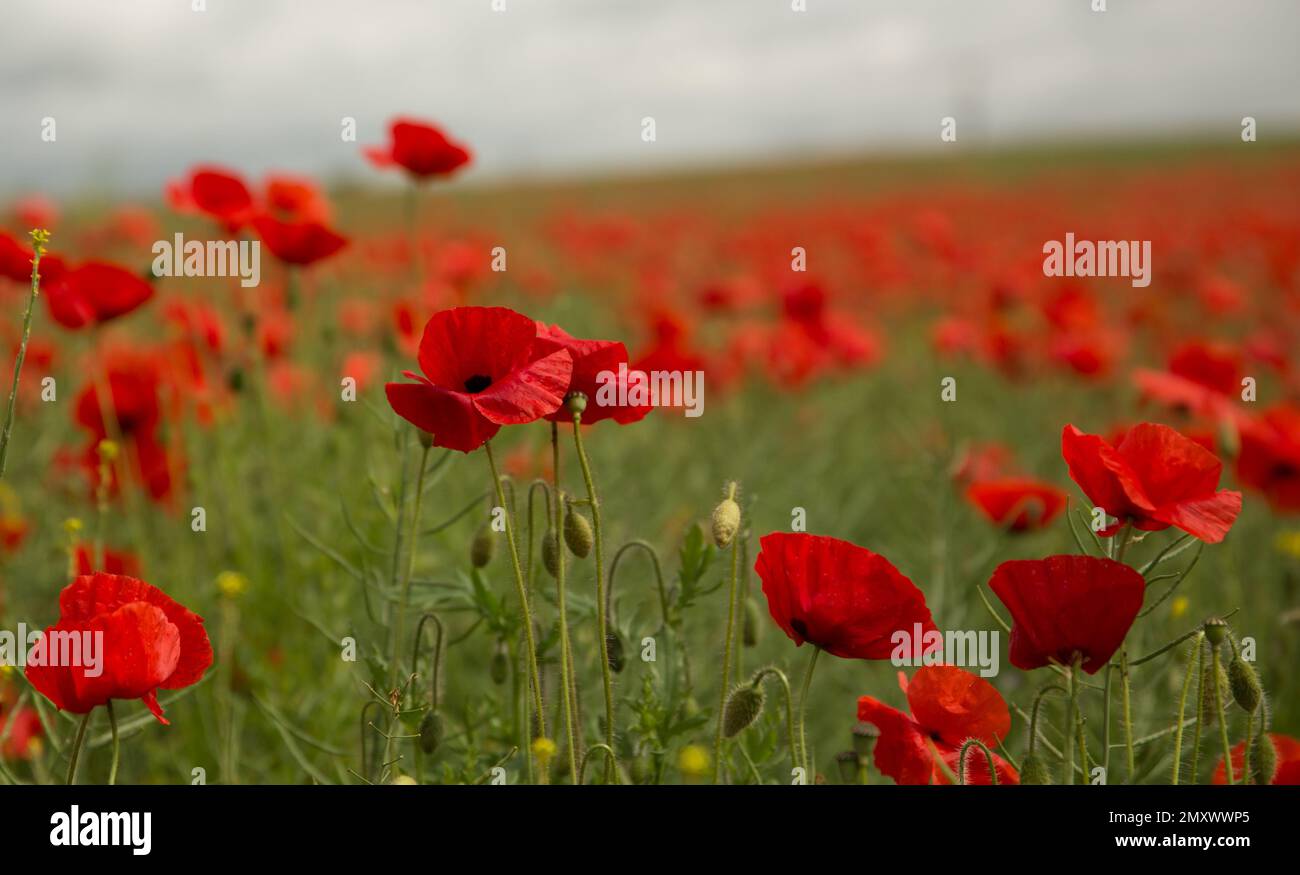Poppy field wiltshire england hi-res stock photography and images - Alamy