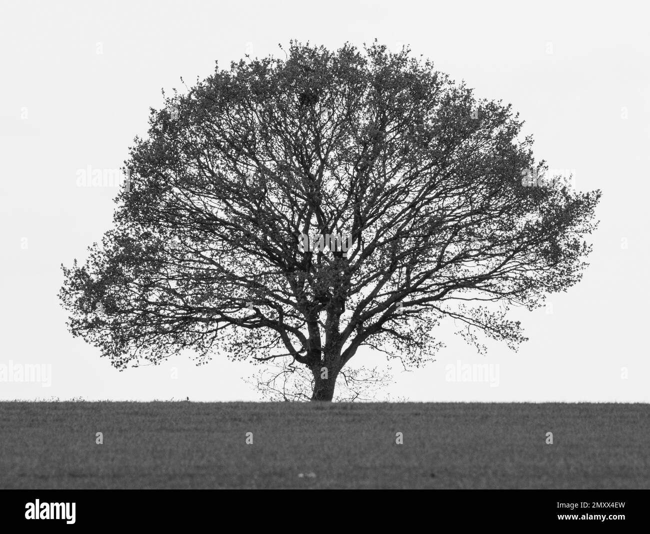 Isolated big tree Black and White Stock Photos & Images - Alamy