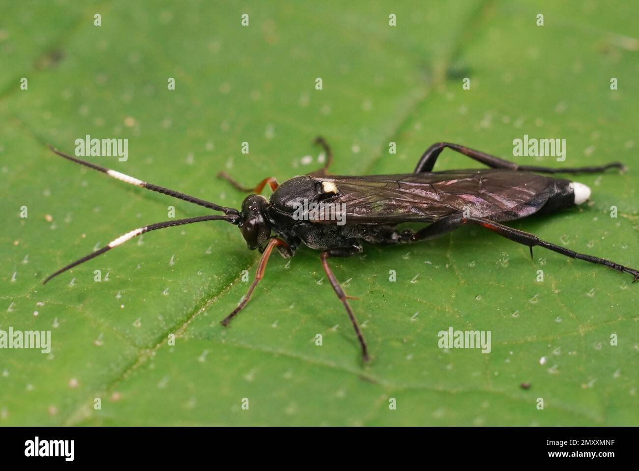 Natural closeup on a large and colorful Ichneumonid wasp, Vulgichneumon ...