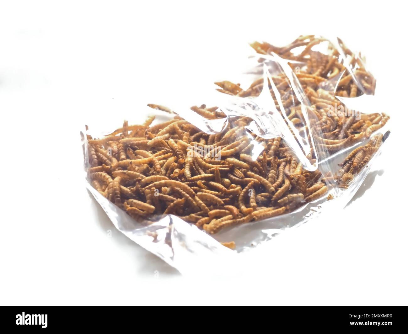 Bird food insect Cut Out Stock Images & Pictures - Alamy