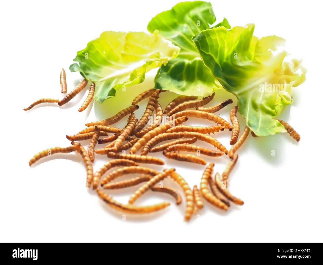 Mealworms approved as human food on white background Stock Photo - Alamy