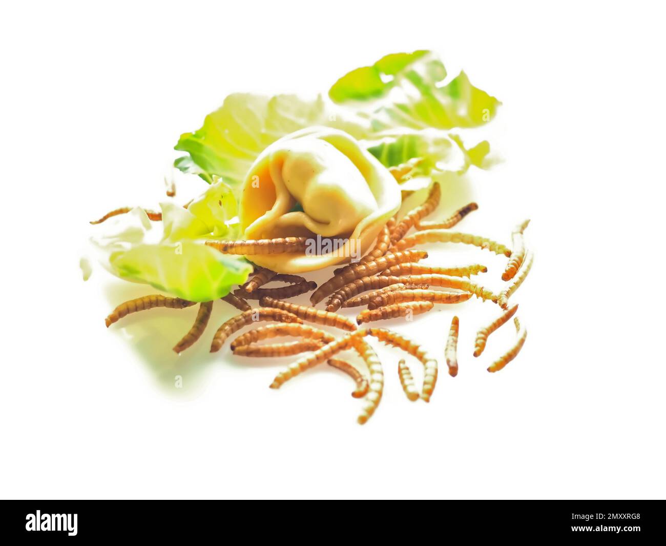 Mealworms approved as human food on white background Stock Photo - Alamy