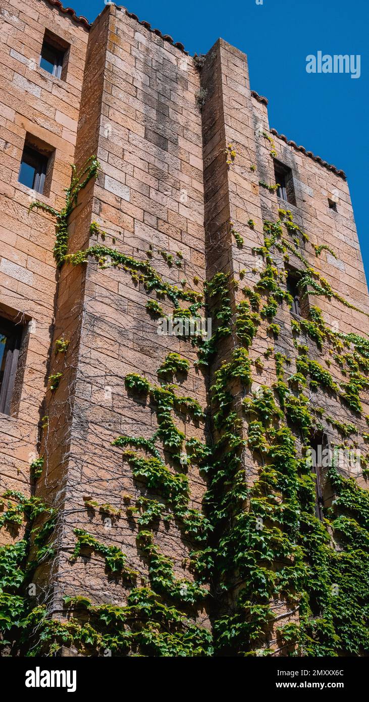 The exterior of an old brick building wth creeping wine overgrowth ...