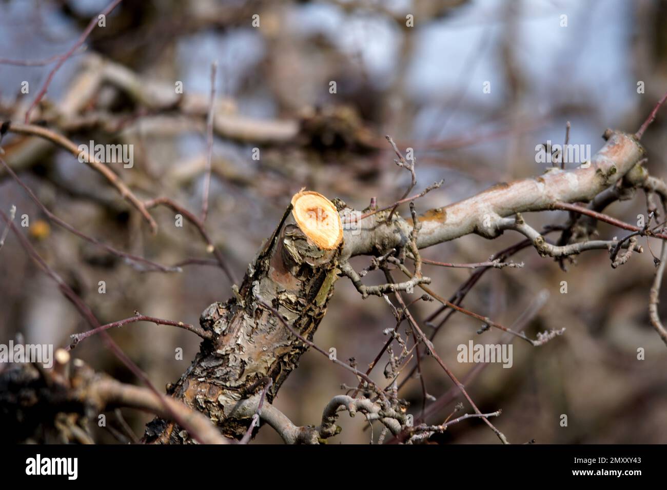 Prune winter fruit tree hi-res stock photography and images - Alamy