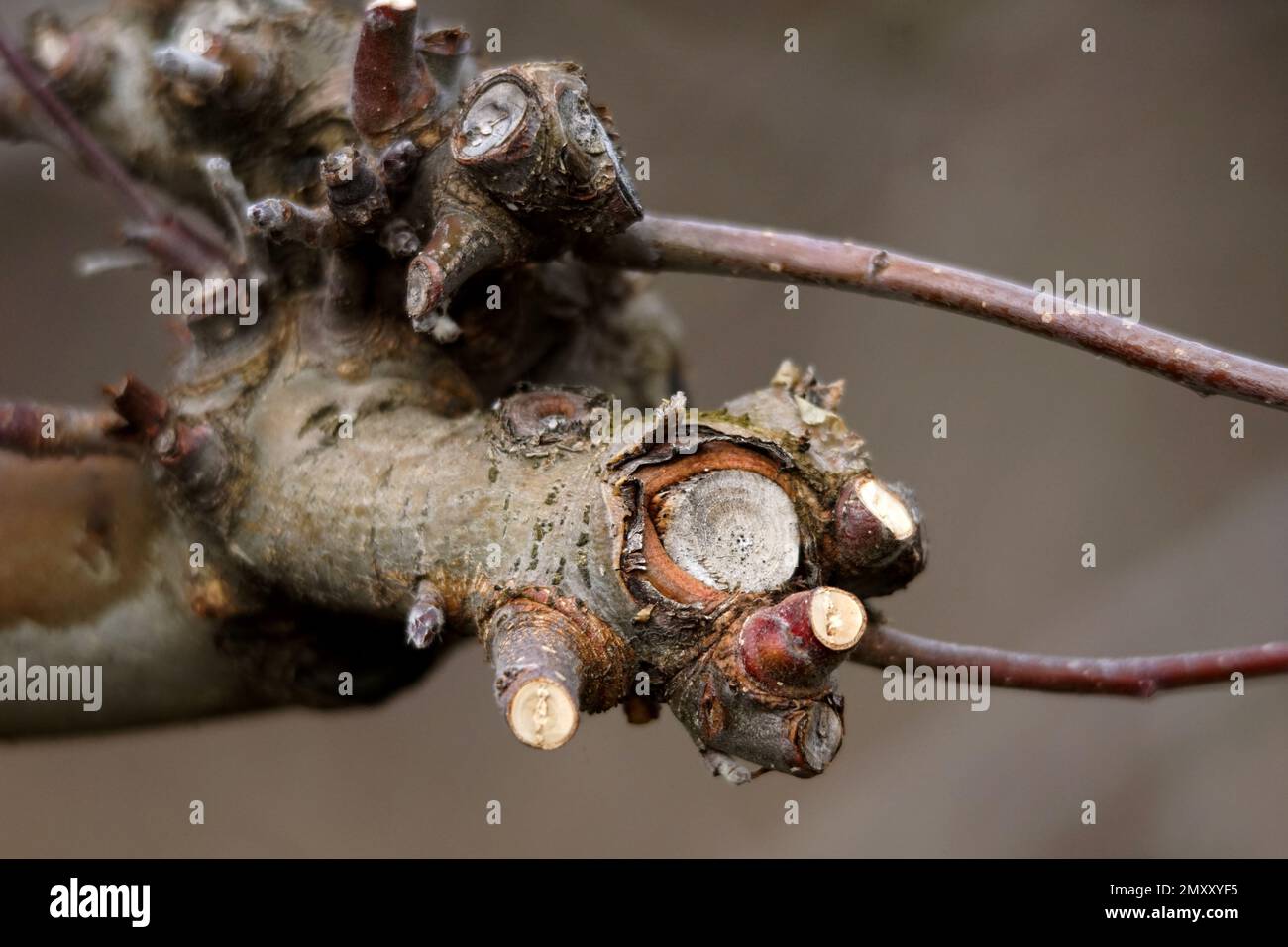 pruned apple tree in winter Stock Photo - Alamy
