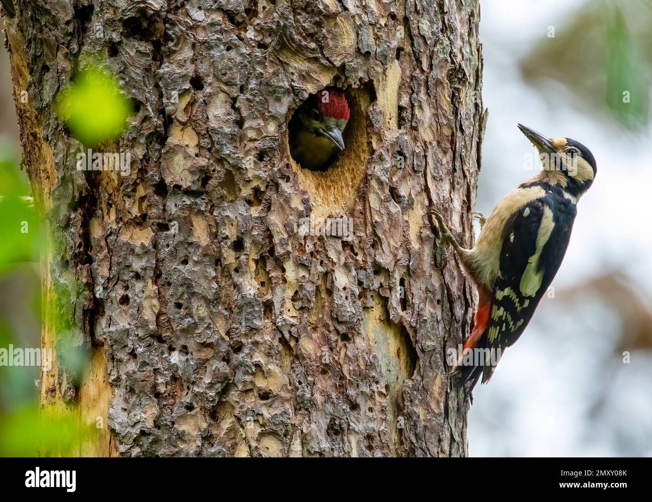A shallow focus shot of a Woodpecker bird with her chick on a nest ...