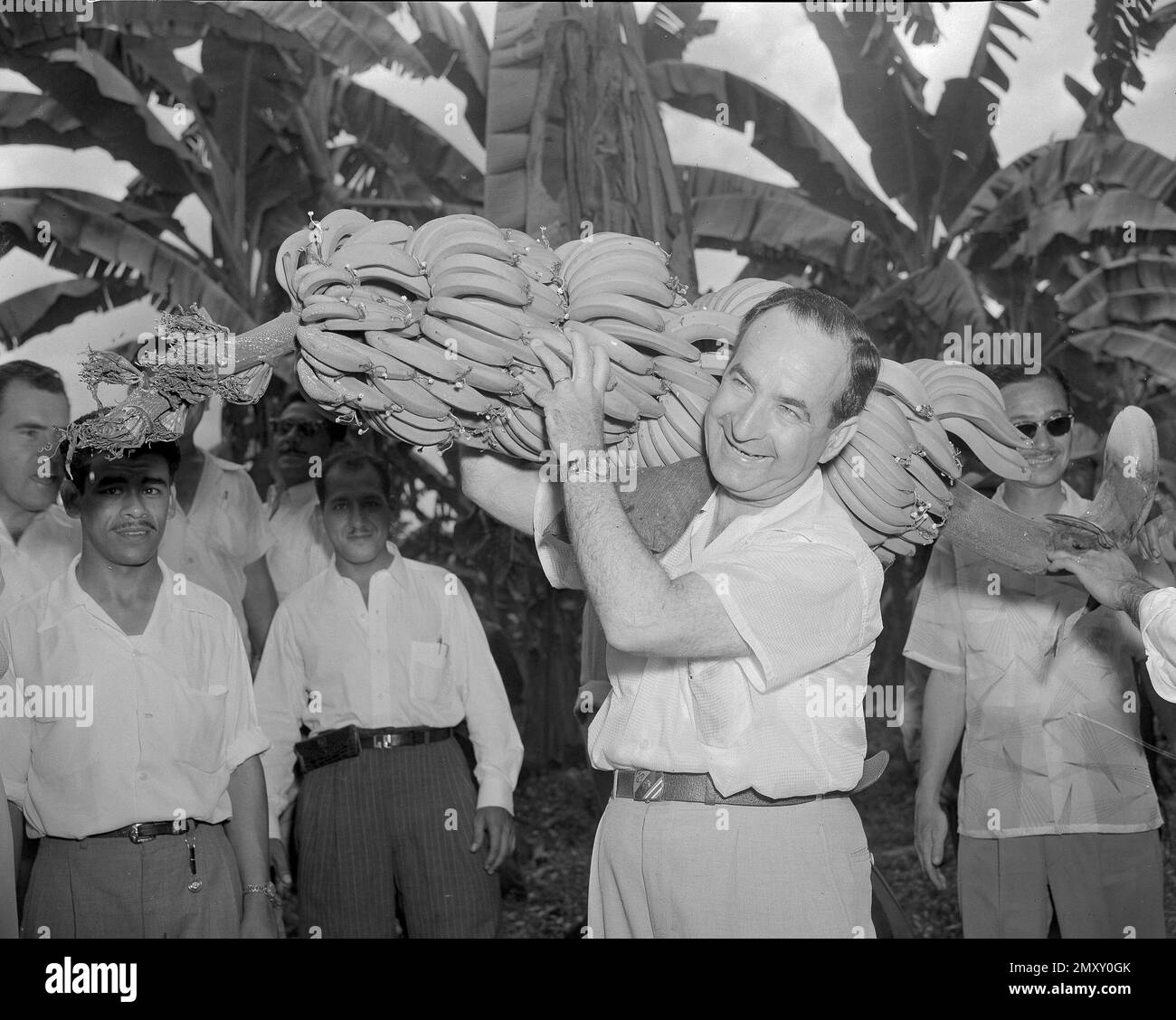 Costa Rican President Jose Figueres carries bananas in the banana zone ...