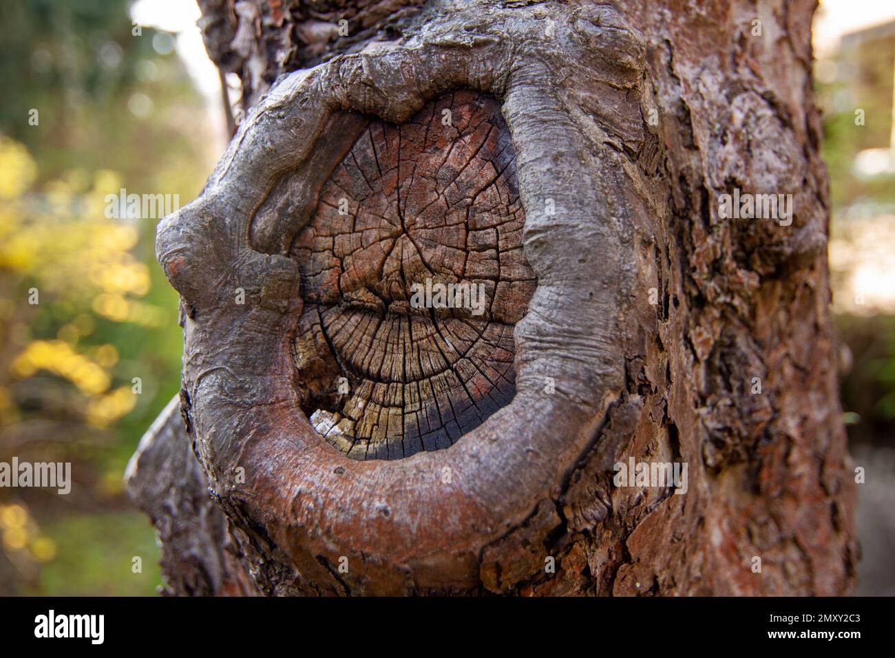 Pruning scar hi-res stock photography and images - Alamy