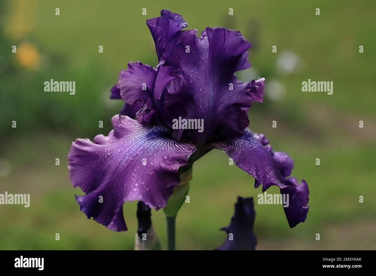 Deep purple iris blooming on a late spring morning at Anderson Iris ...