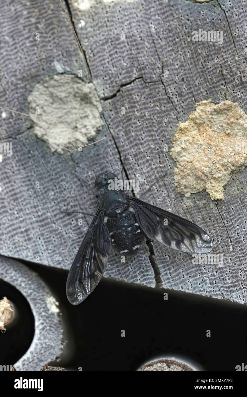 Detailed closeup on the parasitic Black bee fly , Anthrax anthrax ...