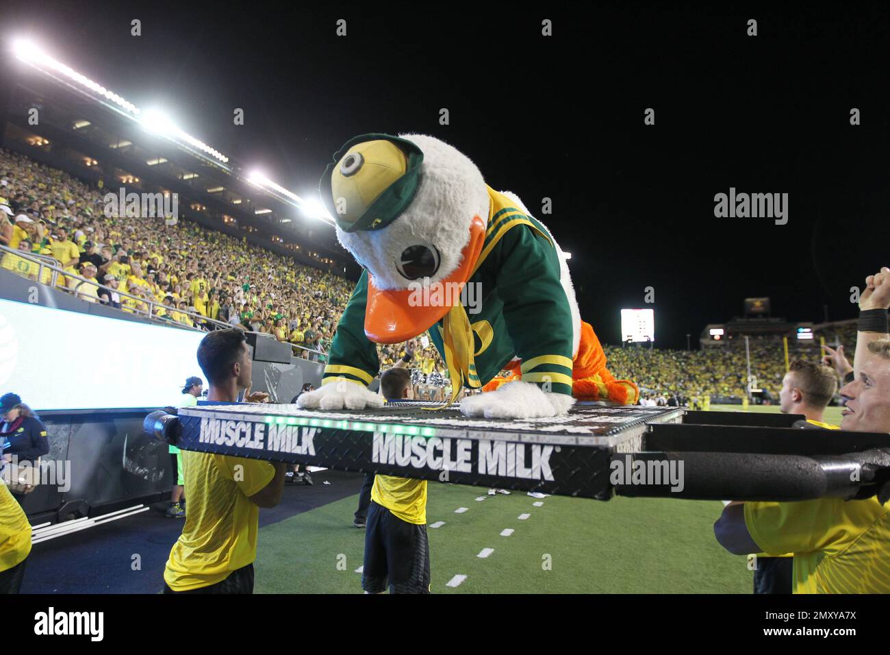 The Oregon Duck mascot does pushups for each score in the game between Oregon and Virginia ...