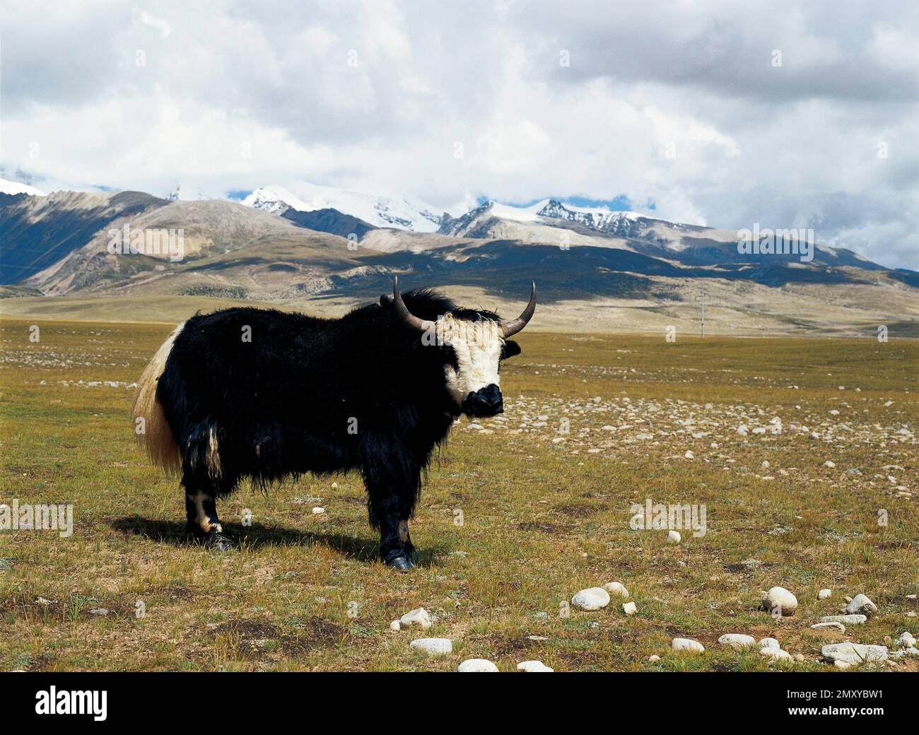 Yak plants and animals hi-res stock photography and images - Alamy