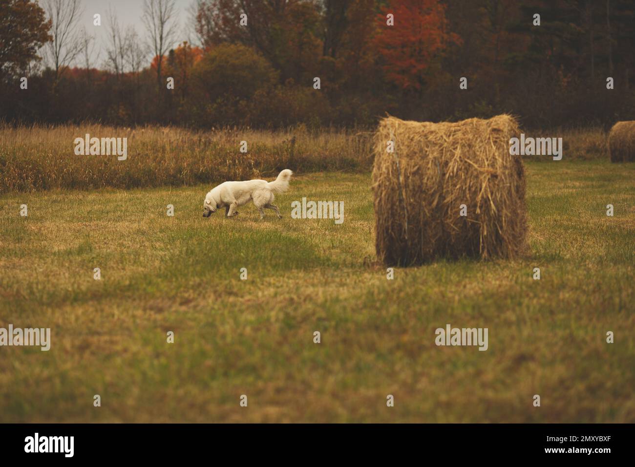 A Maremma Sheepdog playing on the field of a small farm Stock Photo - Alamy