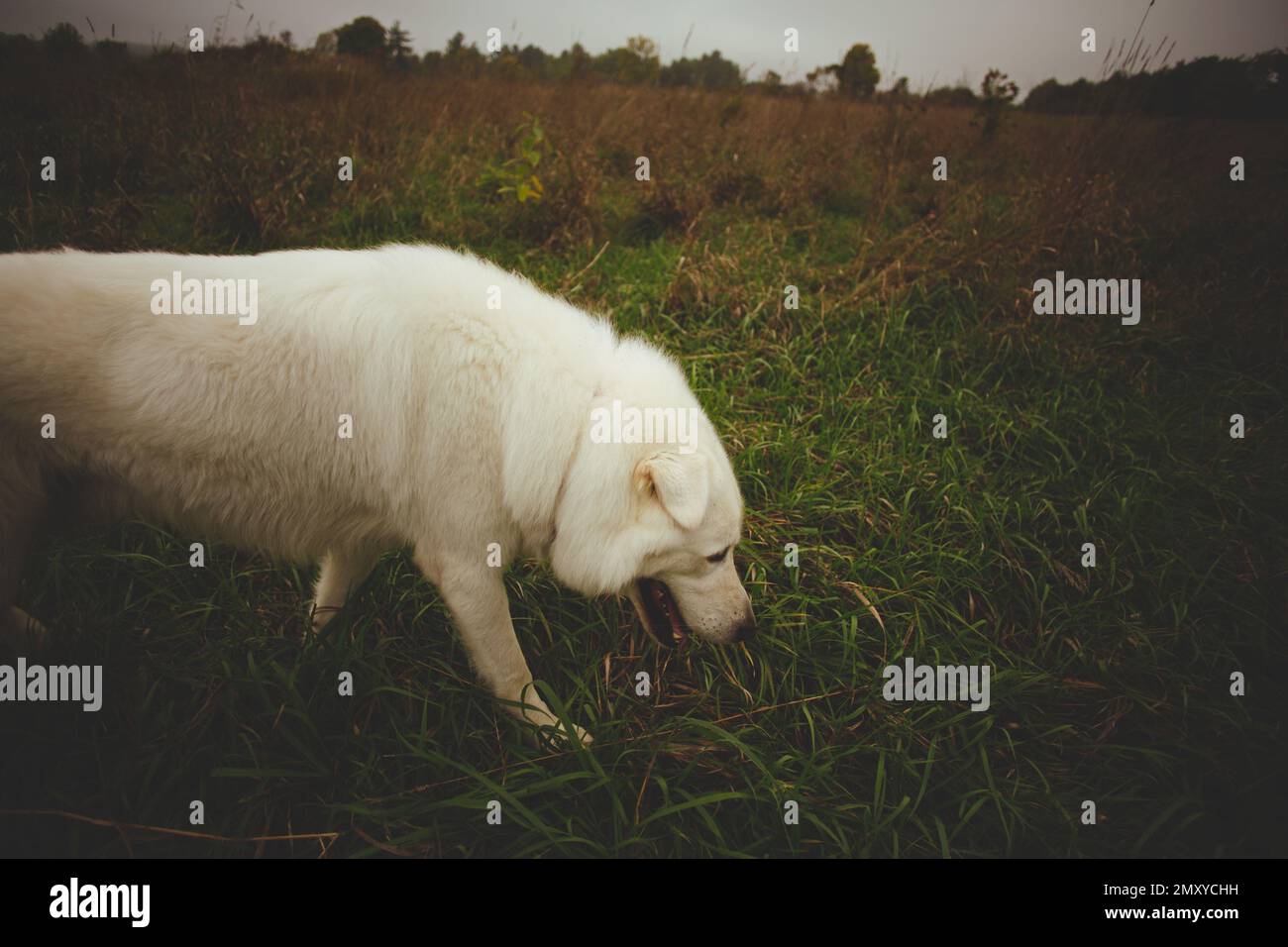 A Maremma Sheepdog playing on the field of a small farm Stock Photo - Alamy