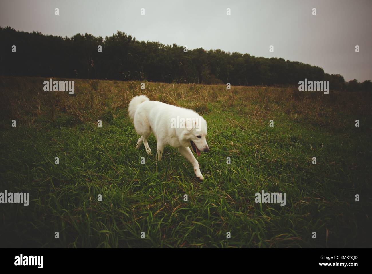 A Maremma Sheepdog playing on the field of a small farm Stock Photo - Alamy