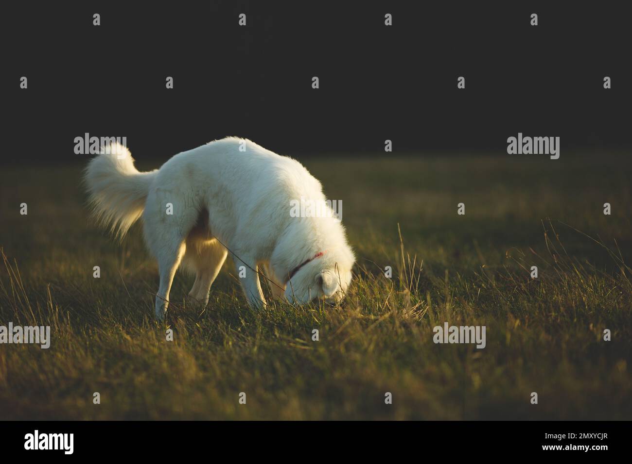 A Maremma Sheepdog playing on the field of a small farm Stock Photo - Alamy
