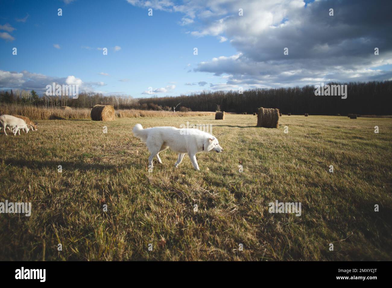 A Maremma Sheepdog playing on the field of a small farm Stock Photo - Alamy