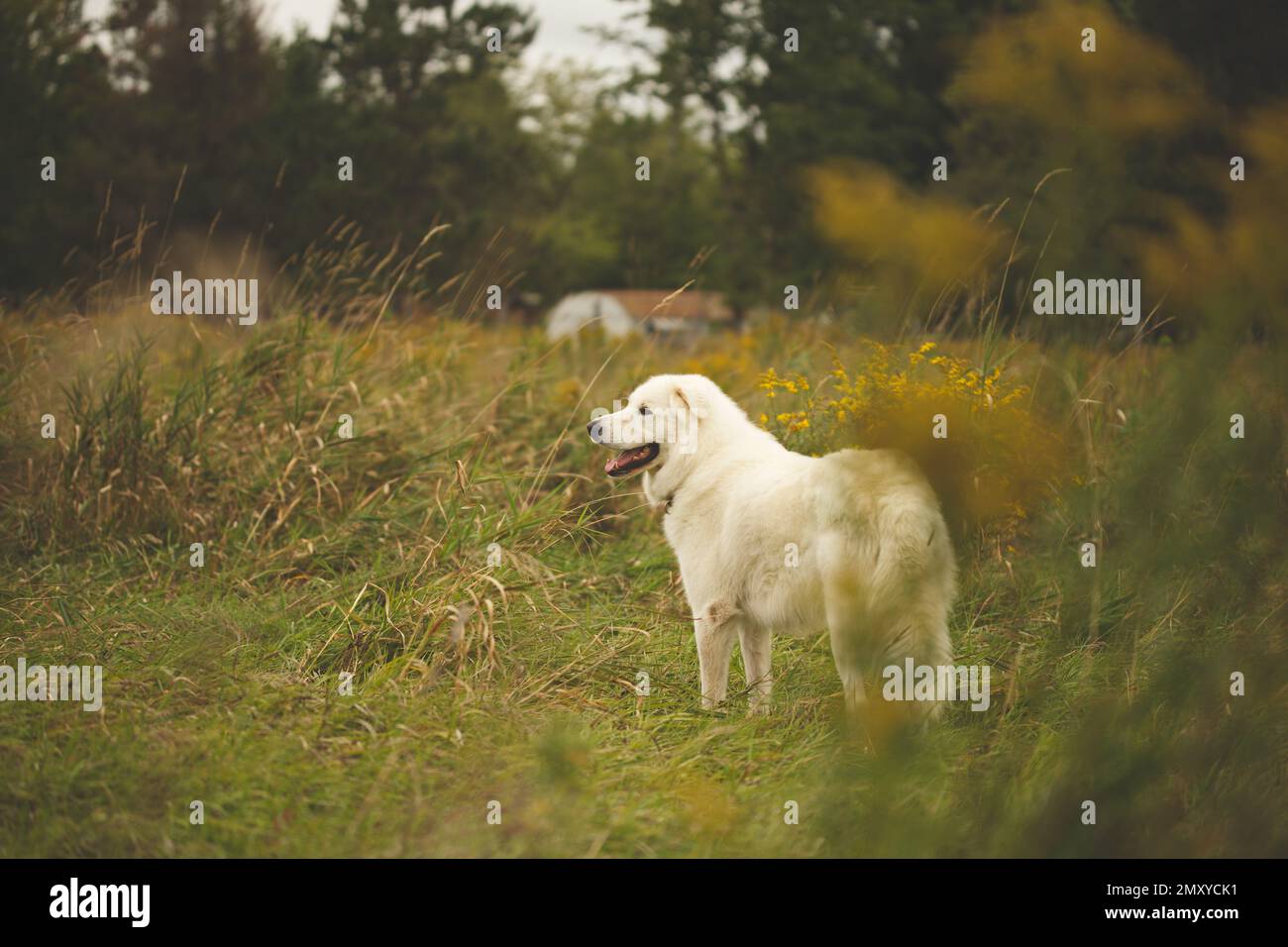 A Maremma Sheepdog playing on the field of a small farm Stock Photo - Alamy